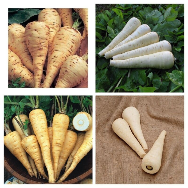 PARSNIP SEEDS - HUGE SELECTION OF VARIETIES | eBay
