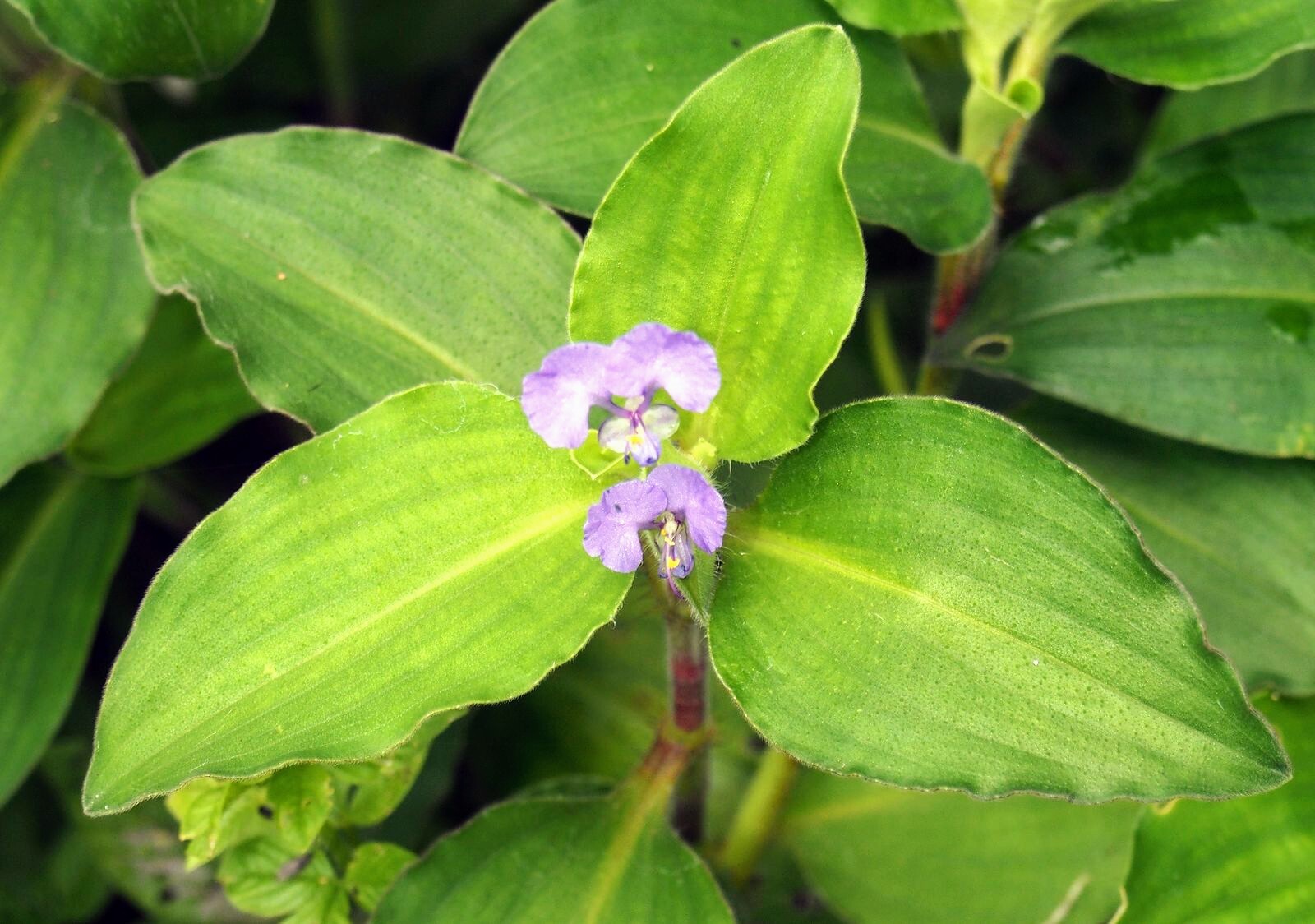 Commelina benghalensis 20 Seeds Benghal dayflower , tropical spiderwort ...