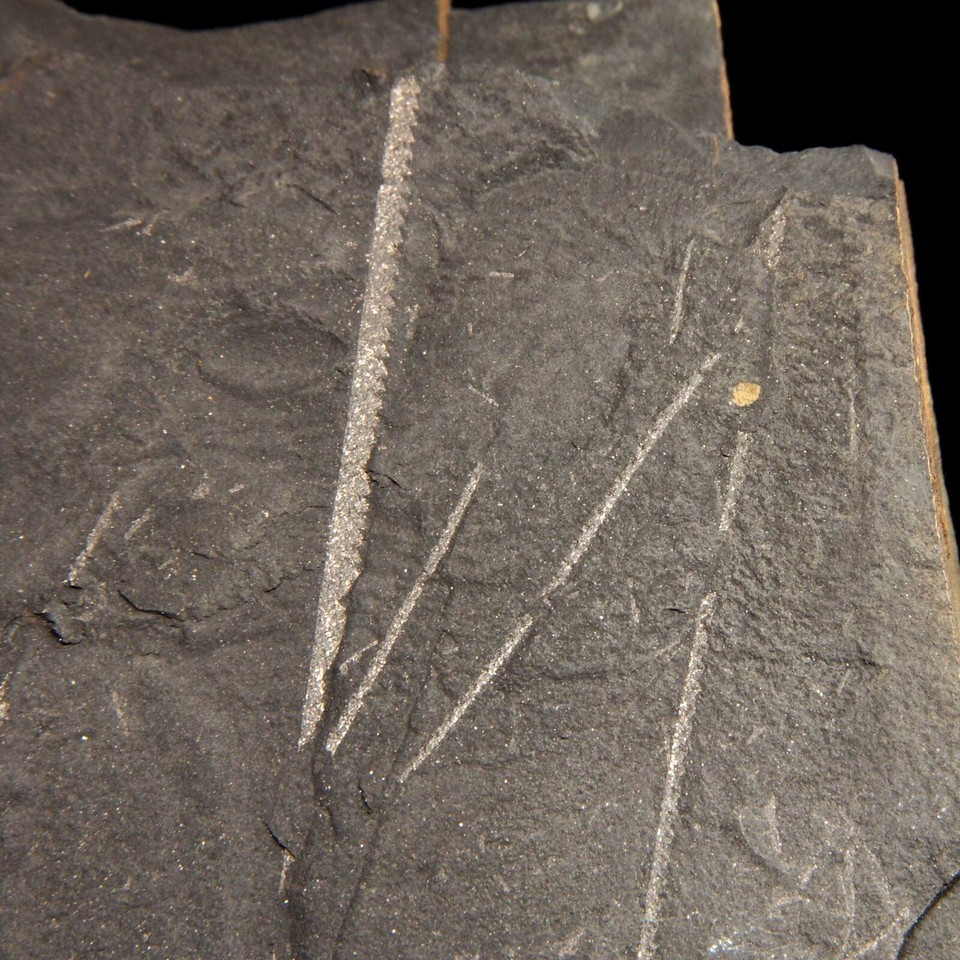 GRAPTOLOIDEA - Monograptus sp. -Silurian- Litohlavy- CZECH REPUBLIC ...