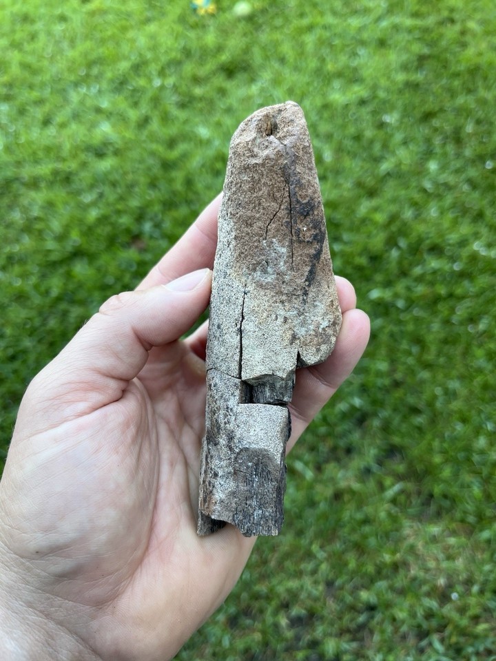 Juvenile Triceratops Brow Horn Project Dinosaur Fossil Hell Creek ...