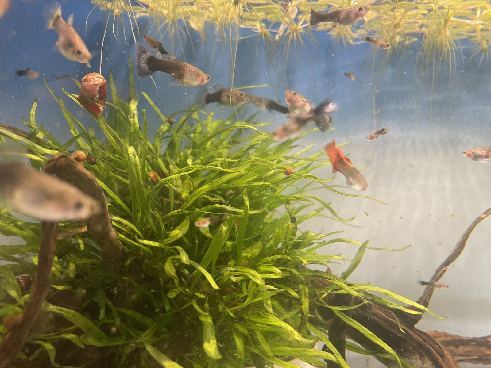 A Loose of Java Fern Trident-Microsorium Pteropus (10 Leafs+) | eBay