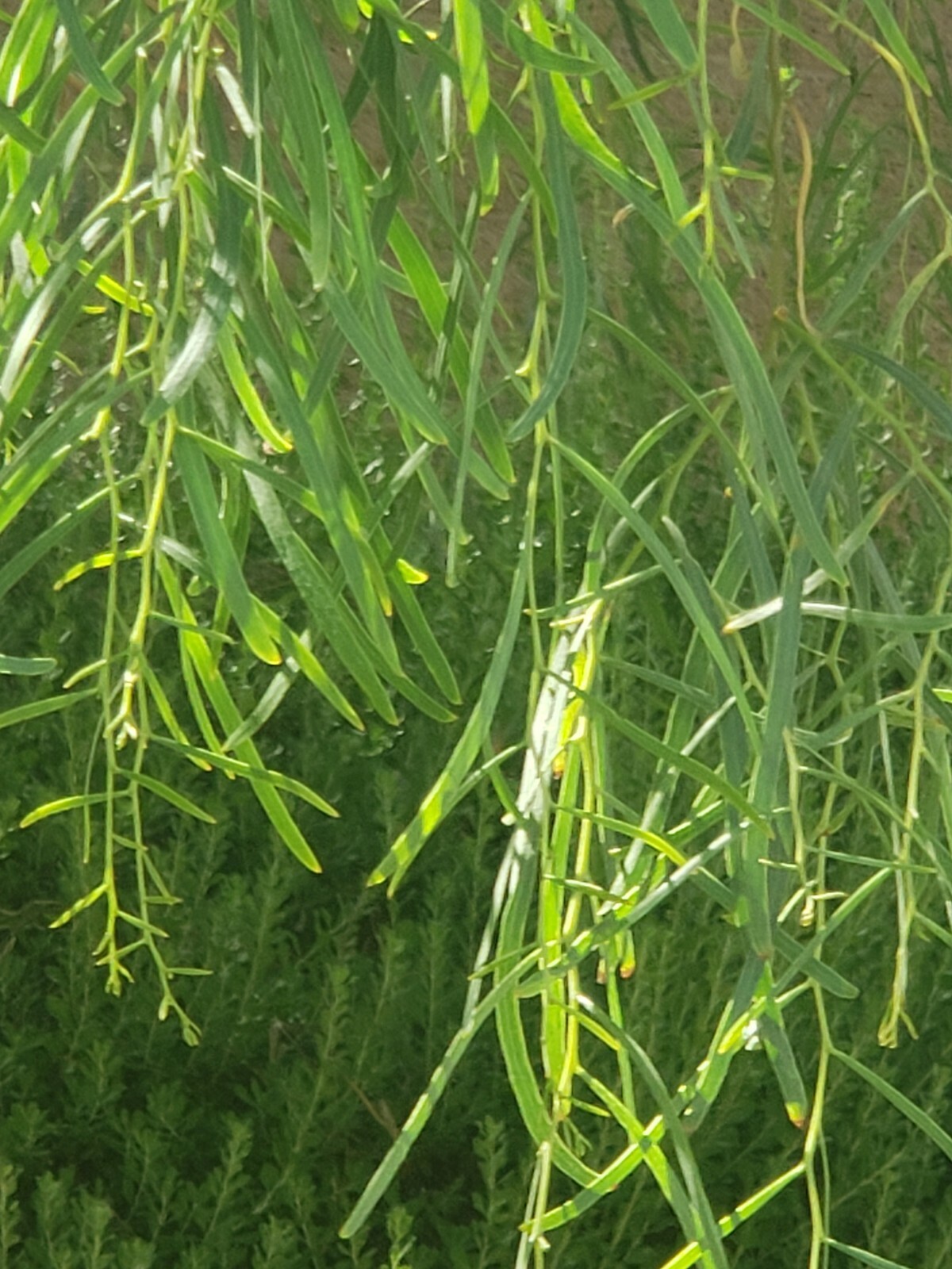 Willow Acacia, Acacia Salicina, Willow Wattle, Broughton Willow Tree ...
