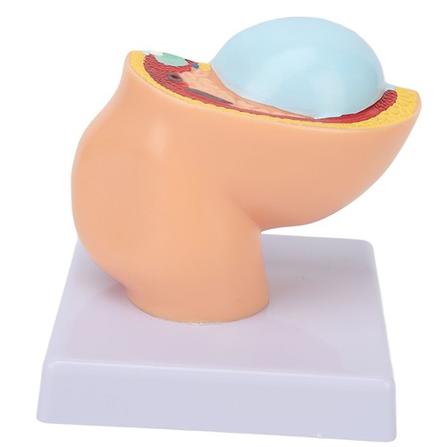 Pregnant Woman Anatomical Pelvis Model Removable Pregnancy 9 Months ...