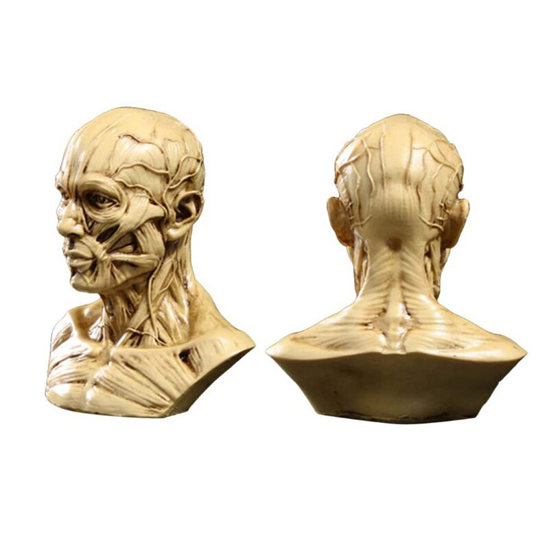 Human Muscle Skeleton Head Model Muscle Head Skull Anatomy Sculpture ...