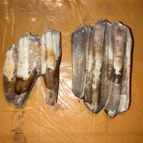 2 FOSSIL GIANT STEPPE BISON PRISCUS ICE AGE TEETH PLEISTOCENE ERA OMSK ...
