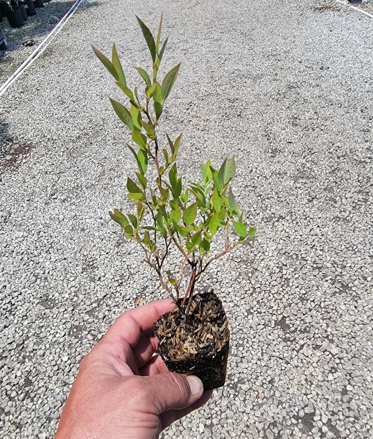 ( 1 ) - Mini Blues Blueberry Bush - Starter Plant ( 4m ) ( 1 live plant ...