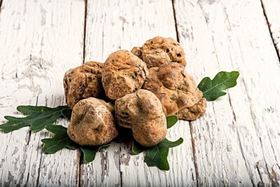 White truffle(Tuber Magnatum) mycelium spores on 100+ grains of wheat ...