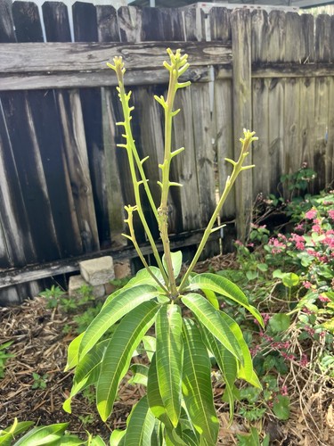 3 Mango Scion Cutting Graft Wood For Grafting—Kent Mango | eBay