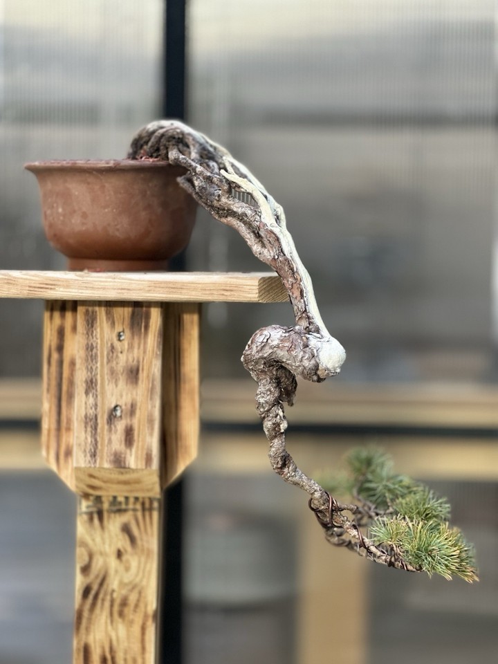 Japanese Yamadori Miyajima White Pine Cascade Style, Jin And Seal 65 ...