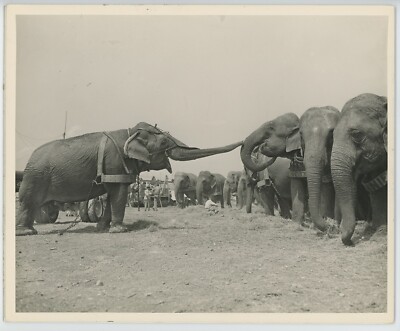 CIRCUS 8X10 VINTAGE PHOTO B&W ANIMALS - 9 ELEPHANTS, HARNESS/CHAINS | eBay