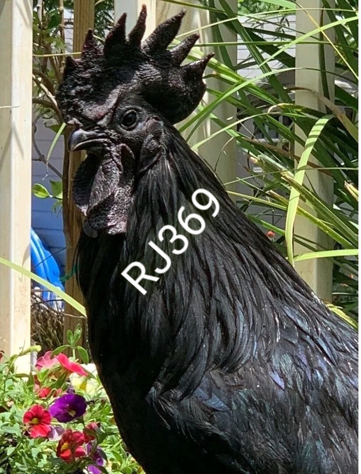 6+ Ayam Cemani Chicken Hatching Eggs Unique All Black Bird Totally ...