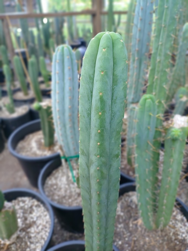 Echinopsis cactus Ogun NICE!!! 15" tip cutting | eBay