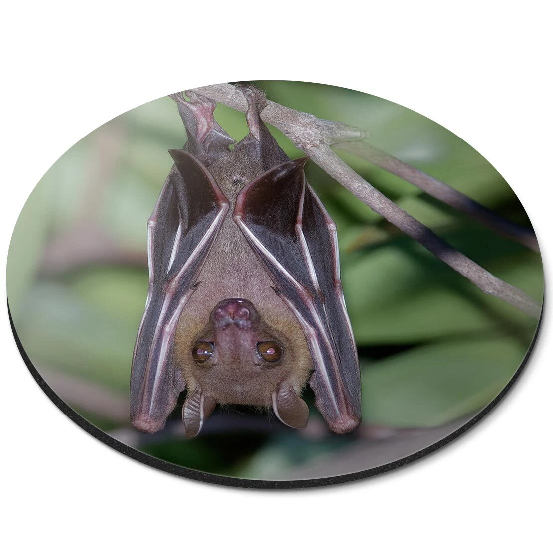 Lesser Dog Faced Fruit Bat