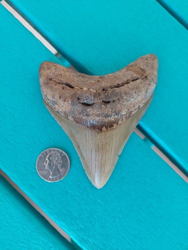 MEGALODON SHARK TOOTH - 4.28"- REAL FOSSIL - NO RESTORATIONS, RARE ...