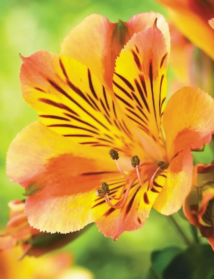 ALSTROEMERIA AUREA Peruvian Lily, 15 seeds-Hardy Perennial | eBay