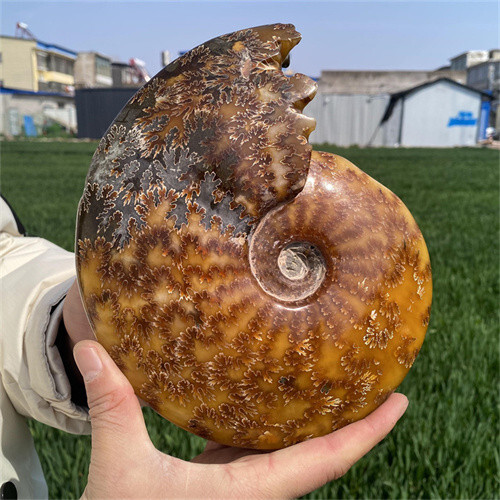 3.8LB Natural Ammonite fossil Quartz Crystal Mineral Specimen Reiki ...