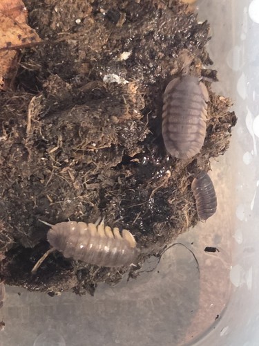 6ct! LIVE "RED EDGE" Cubaris SP. ISOPODS JUVENILES | eBay