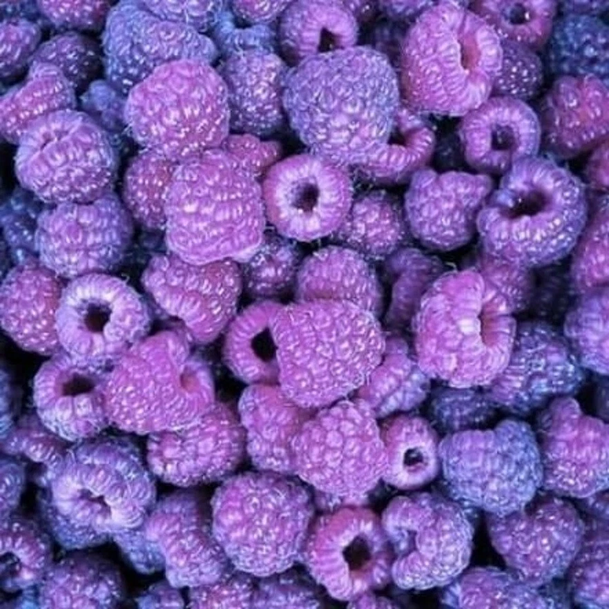 Purple Tumblr Photography