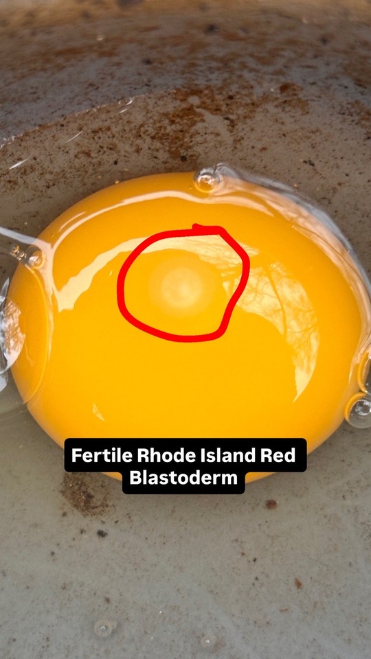 1 Dozen Rhode Island Red Fertile Hatching Eggs, plus 1-4 available ...