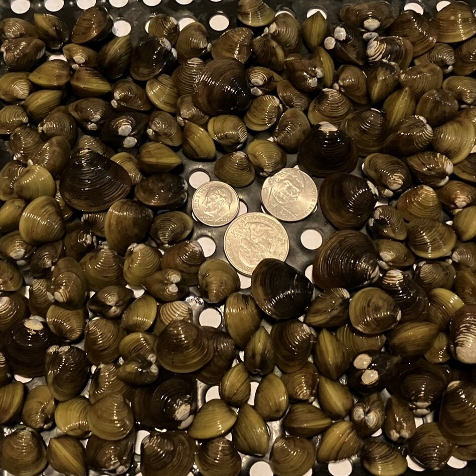 3 to 500 Live Freshwater Clams for Aquarium or Koi Pond Water Filter ...