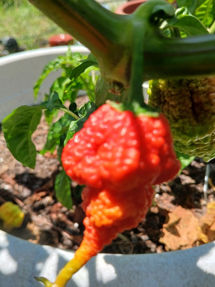 15 RB003 Hot Pepper Seeds Free Shipping | eBay