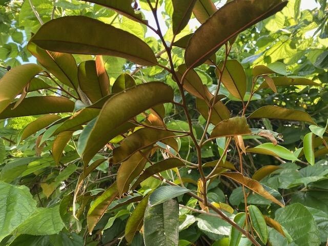 PURPLE STAR APPLE SEEDLING FROM 12 TO 14" TALL (CHRYSOPHYLLUM CAINITO ...