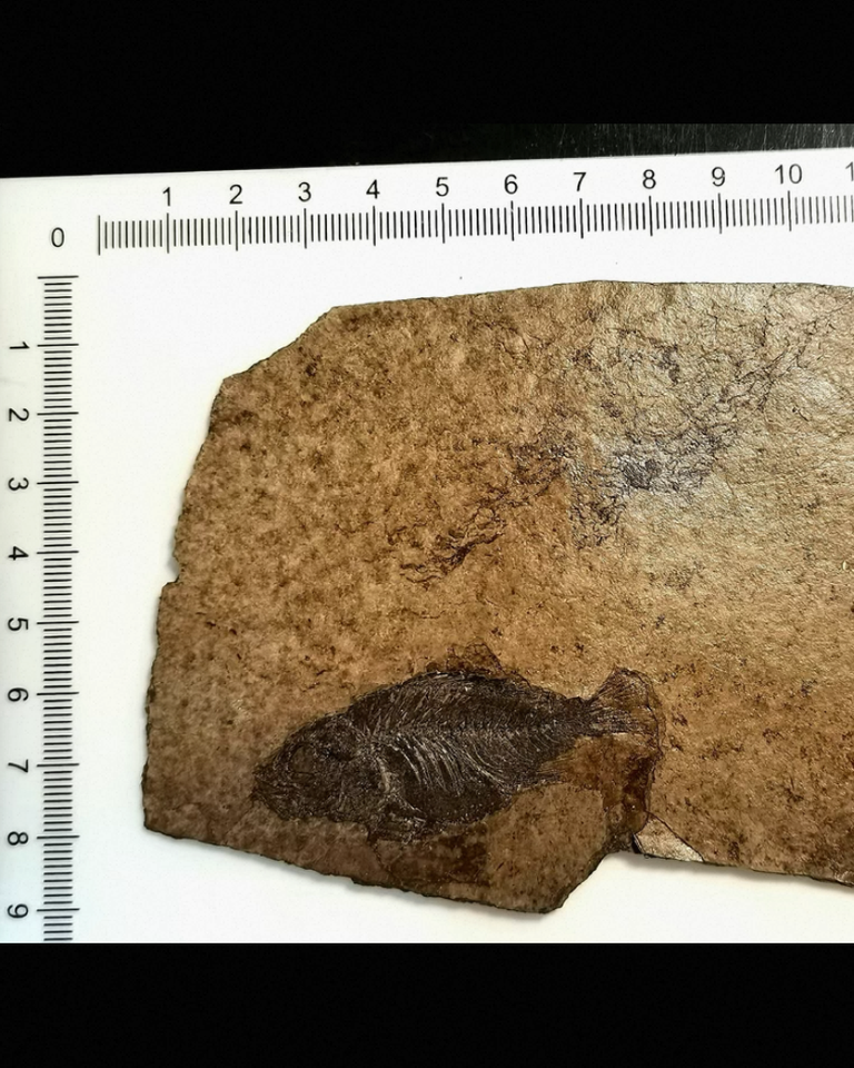 Exquisite fossil Paleocene Epoch period fin fish fossil bony tongue ...