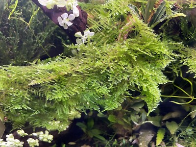 RARE & NEW - Mini christmas (xmas) moss - live aquarium plant! | eBay