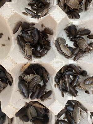 Lobster Roach 250ct mixed sizes starter colony Reptile Feeders FREE ...