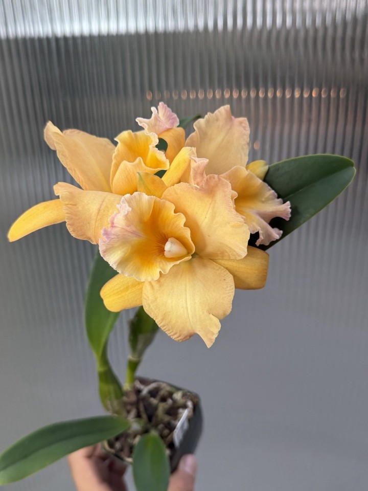(Pot. William Farrell x Blc. Hawaiian Discovery) 10350 #2 | eBay