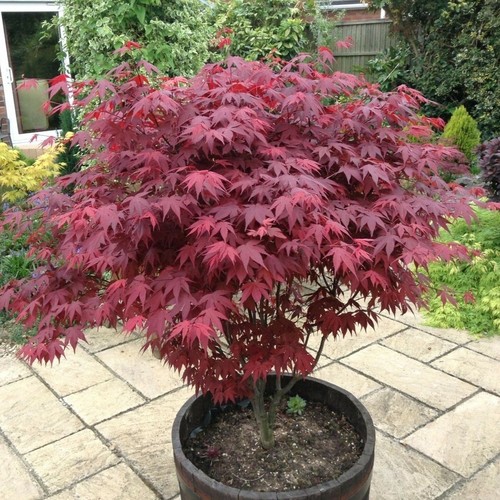 Japanese Purple Maple Tree in 9cm pot, Acer Palmatum Atropurpureum ...