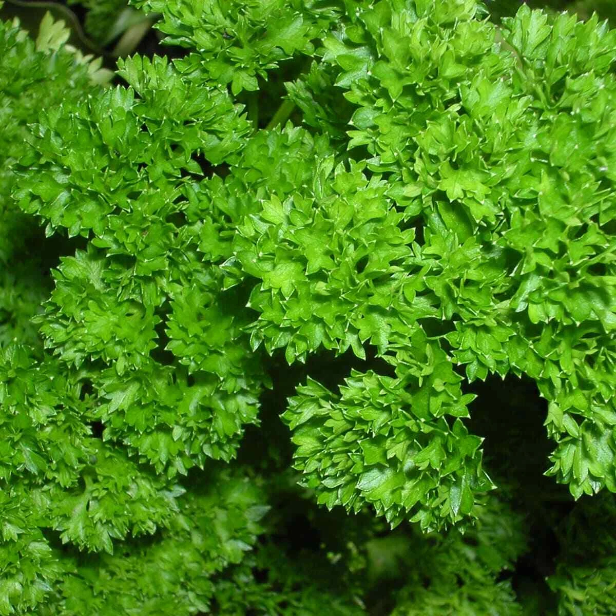 French Parsley