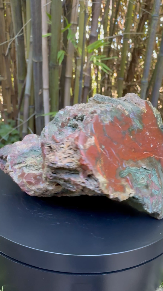 Polished Green Red Jasper Replaced Petrifried Wood Hampton Butte ...