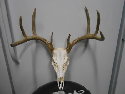 18 3/8 WIDE 4x4 WHITETAIL DEER RACK FULL SKULL mule antlers sheds ...
