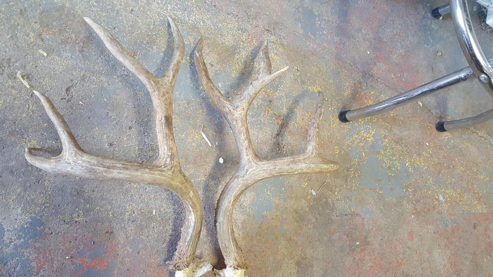 Nice typical with a kicker Colorado MULE DEER RACK antlers whitetail ...