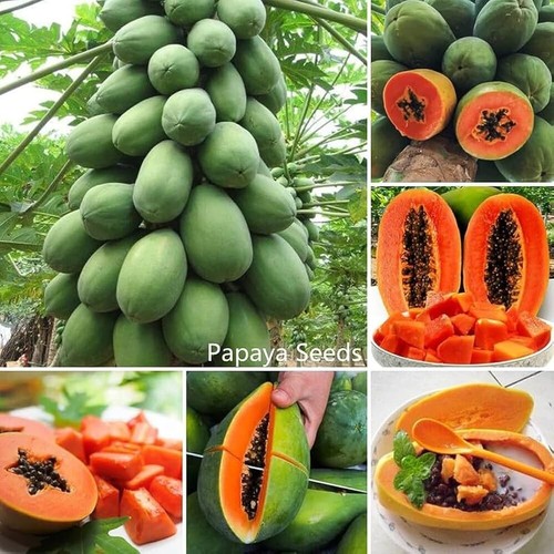 100 Red Lady Papaya Fruit Tropical Fresh Seeds Tree Plant Organic FREE ...