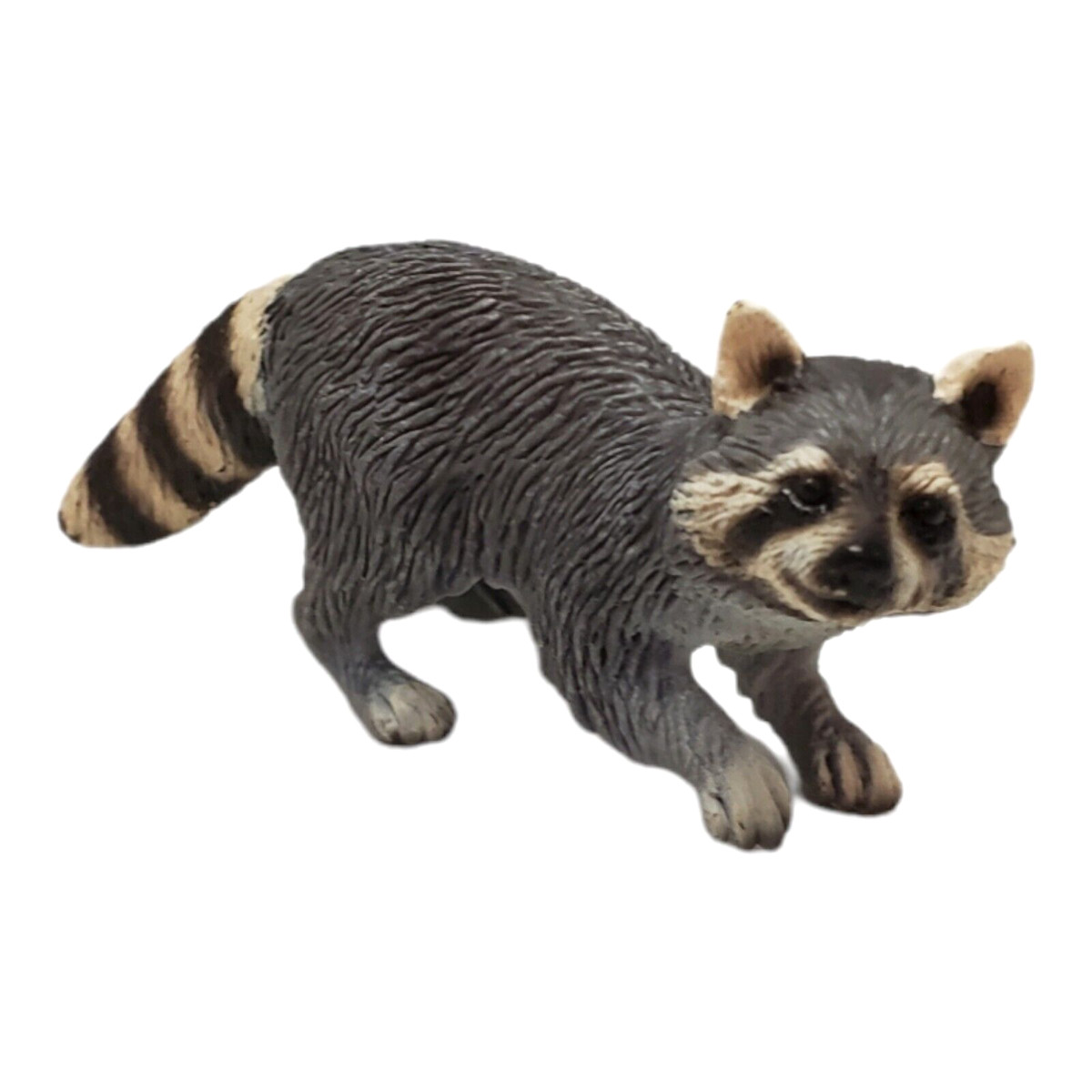 Ringtail Raccoon Information