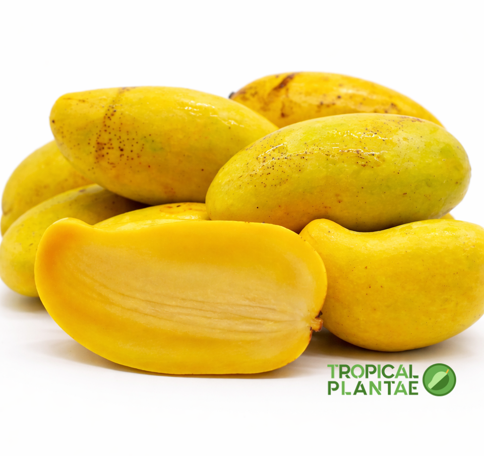 Grafted Colombo Kidney Mango Tree – Live Fruit Tree – Rare Variety - NO ...