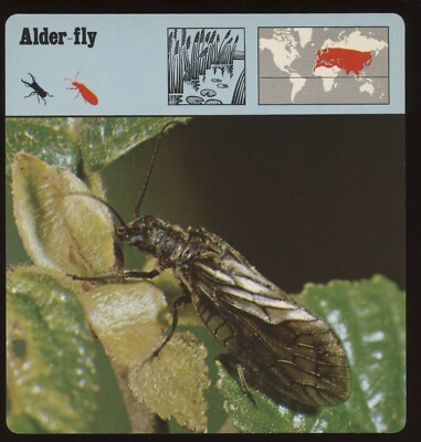 Alder Fly Safari Cards Rencontre Insects | eBay