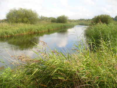 Photo 6x4 Reedy Pond, London Wetland Centre Barnes Green oasis in the ...