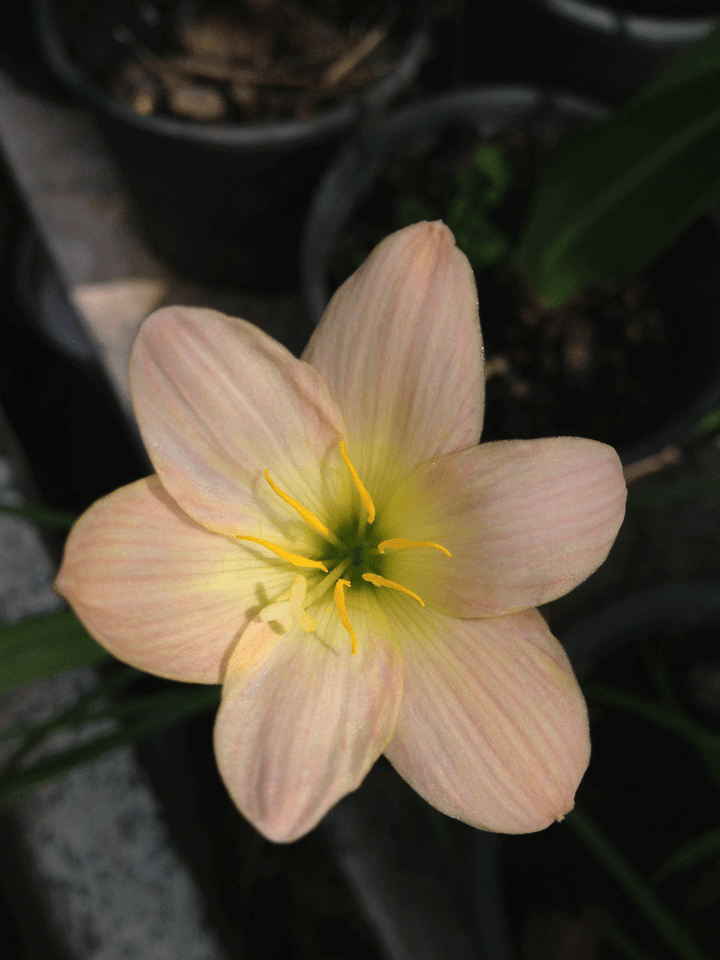 5 BULBS SATID O ROD THAI RAIN LILY ZEPHYRANTHES ROSEA .FLOWERING SIZE ...