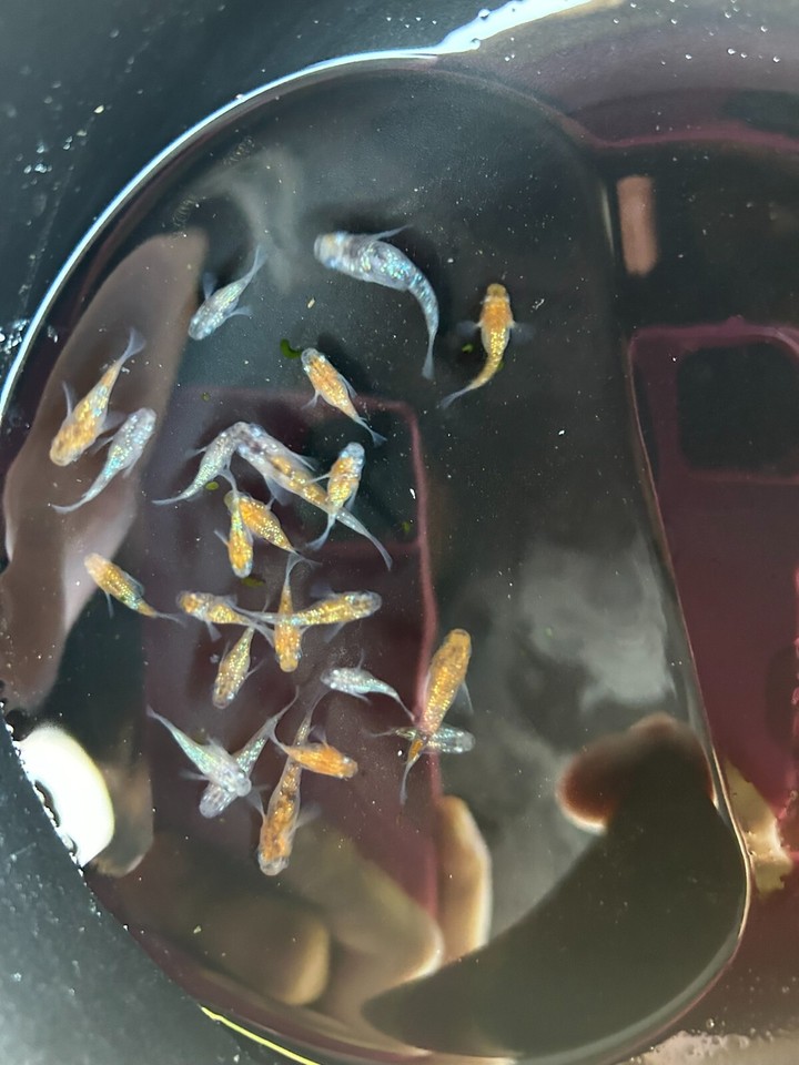 [LIVE FISH] 月華ダルマ Gekka Daruma Medaka Rice Fish 4+1 (DOA) Juvenile US ...