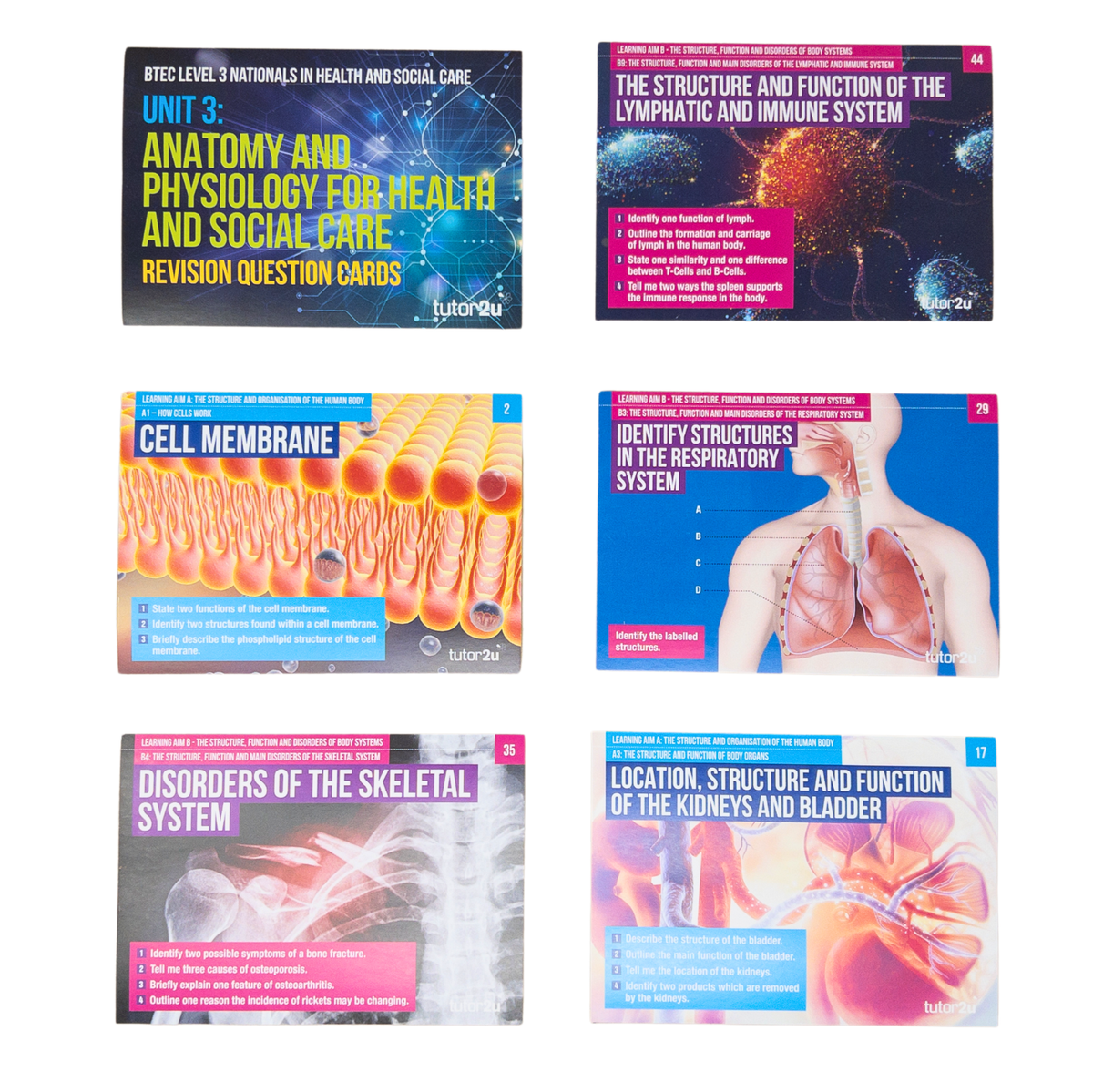 Human Anatomy Physiology Unit 3 Quiz Body Tissues By Best For Teachers