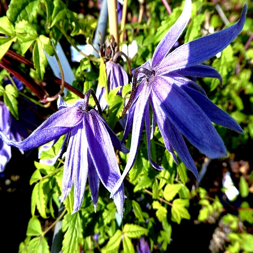 20 Blue Downy Clematis macropetala Hybrid Flower Seeds Climber Plant ...