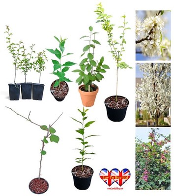 UK Plum Tree,Live Fruit Tree,Healthy Hardy Prunus Domestica,Multiple(20 ...