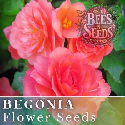 Dusk Nectar Begonia Seeds 45 or 125 Seeds Flower, Flower Seeds, Non GMO ...