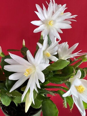 Spring Easter Cactus White Sunrise Rhipsalidopsis Hatiore 3 Plants | eBay