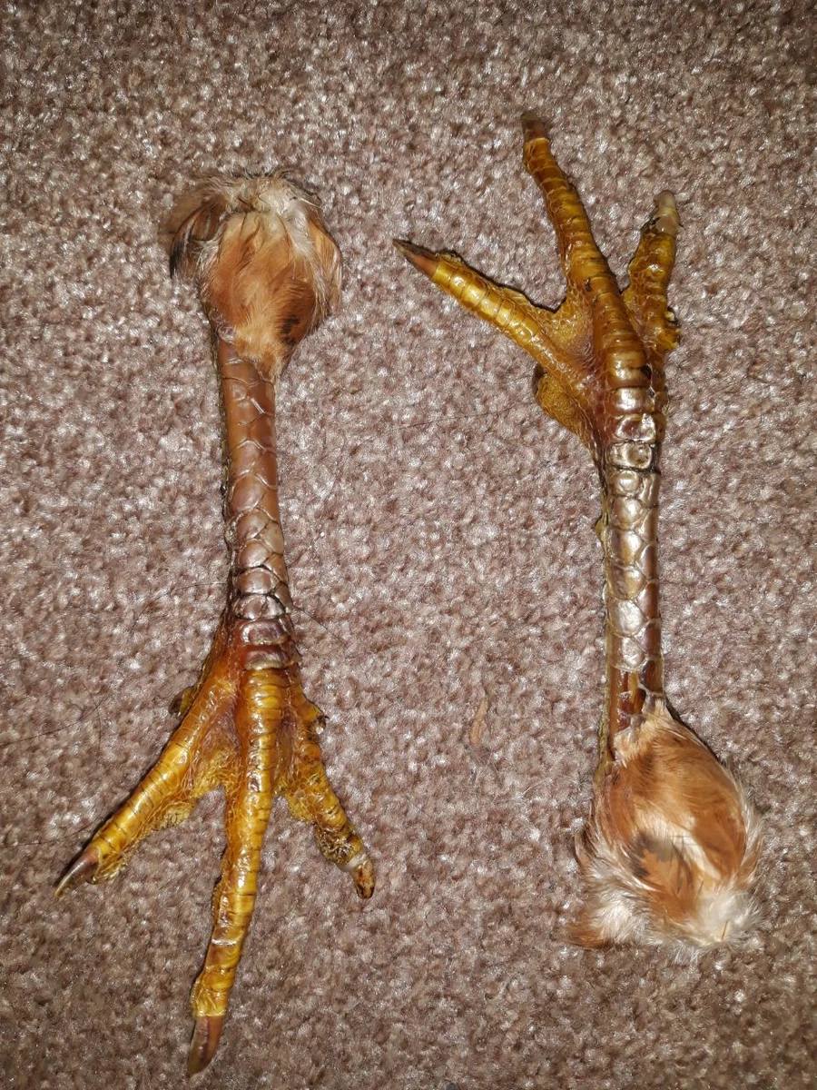 Chicken Foot Illustration