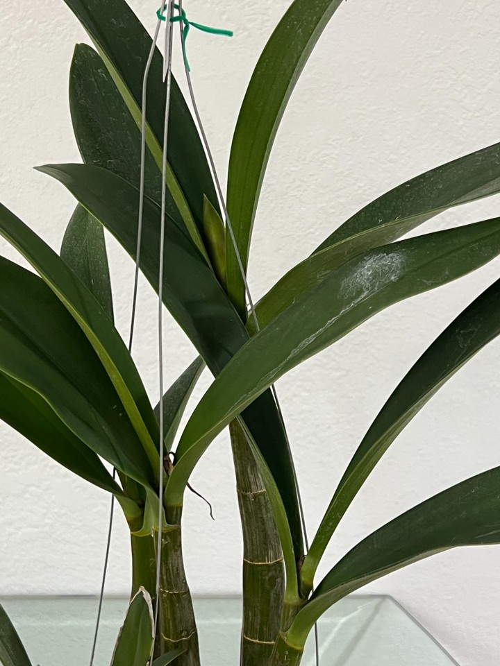 Australia Dendrobium ~ 10 Canes ~ Super Fragrant ~ ONLY ONE AVAILABLE ...