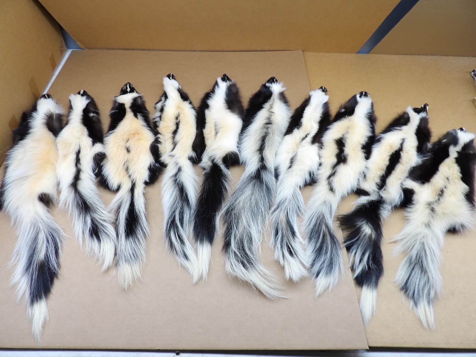 Large #1 Tanned wide striped skunk hide/professionally tanned/gag gift ...